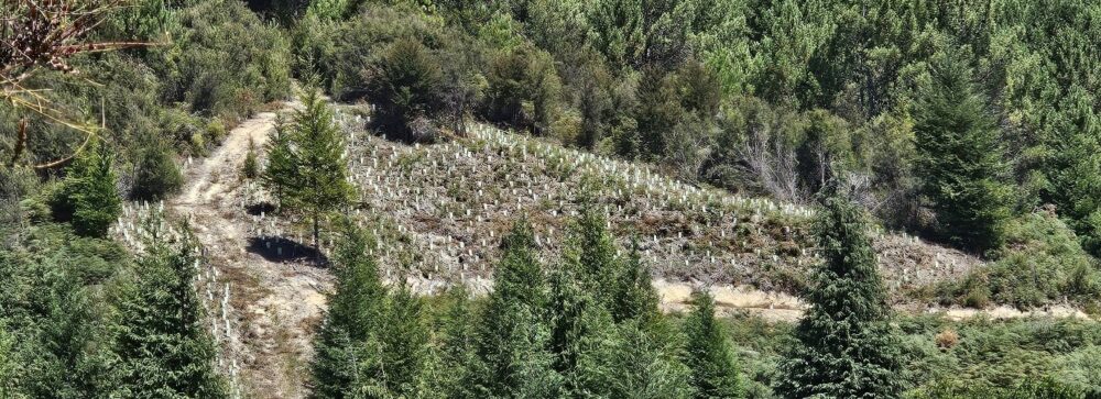 Trees that Count – native trees available now - Motueka Catchment ...