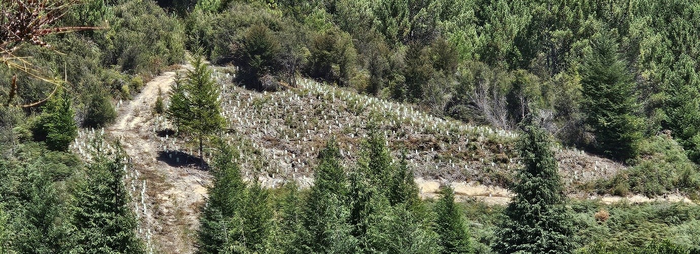 Trees that Count – native trees available now - Motueka Catchment ...