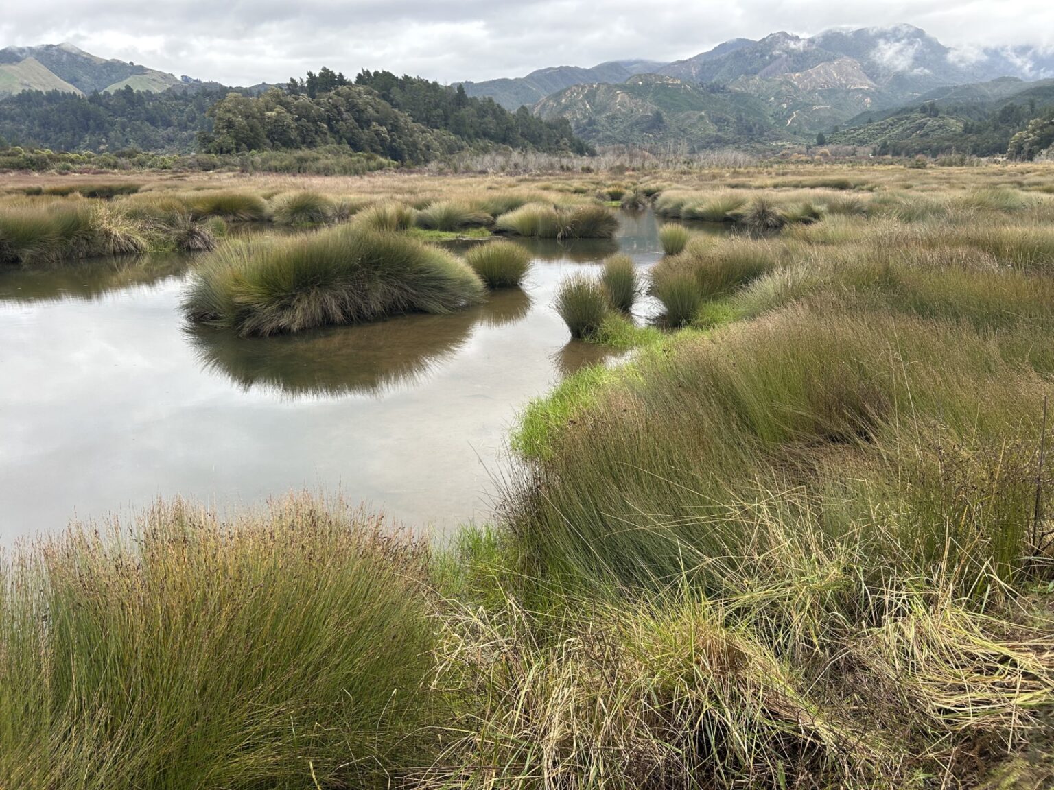 🌱 Honouring Roger Gaskell at Otuwhero Wetland - Motueka Catchment ...